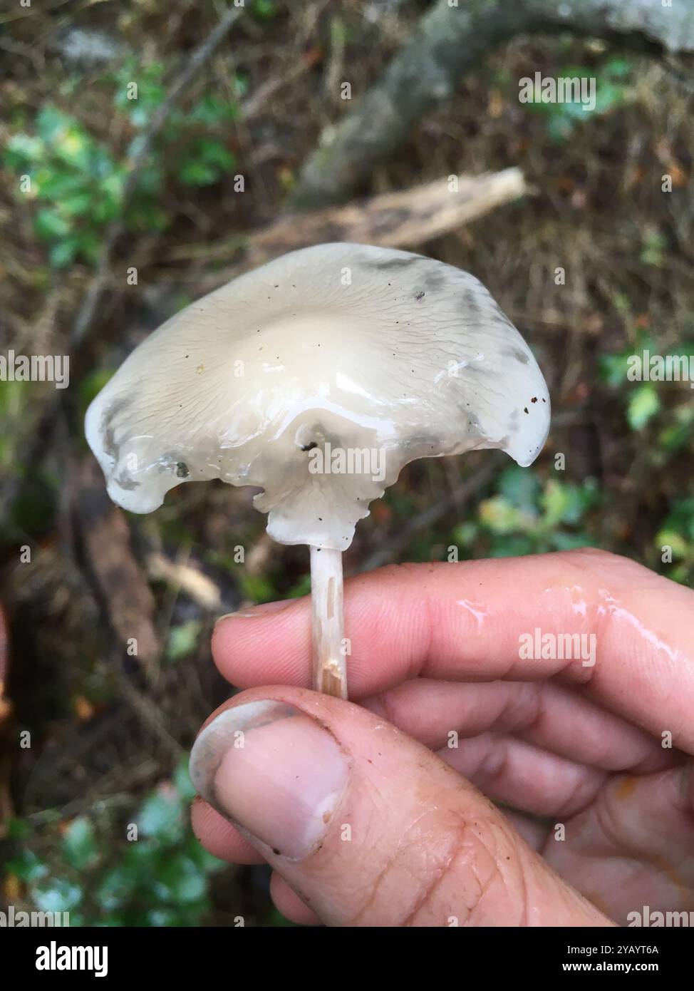 porcelain mushroom (Oudemansiella mucida) Fungi Stock Photo - Alamy