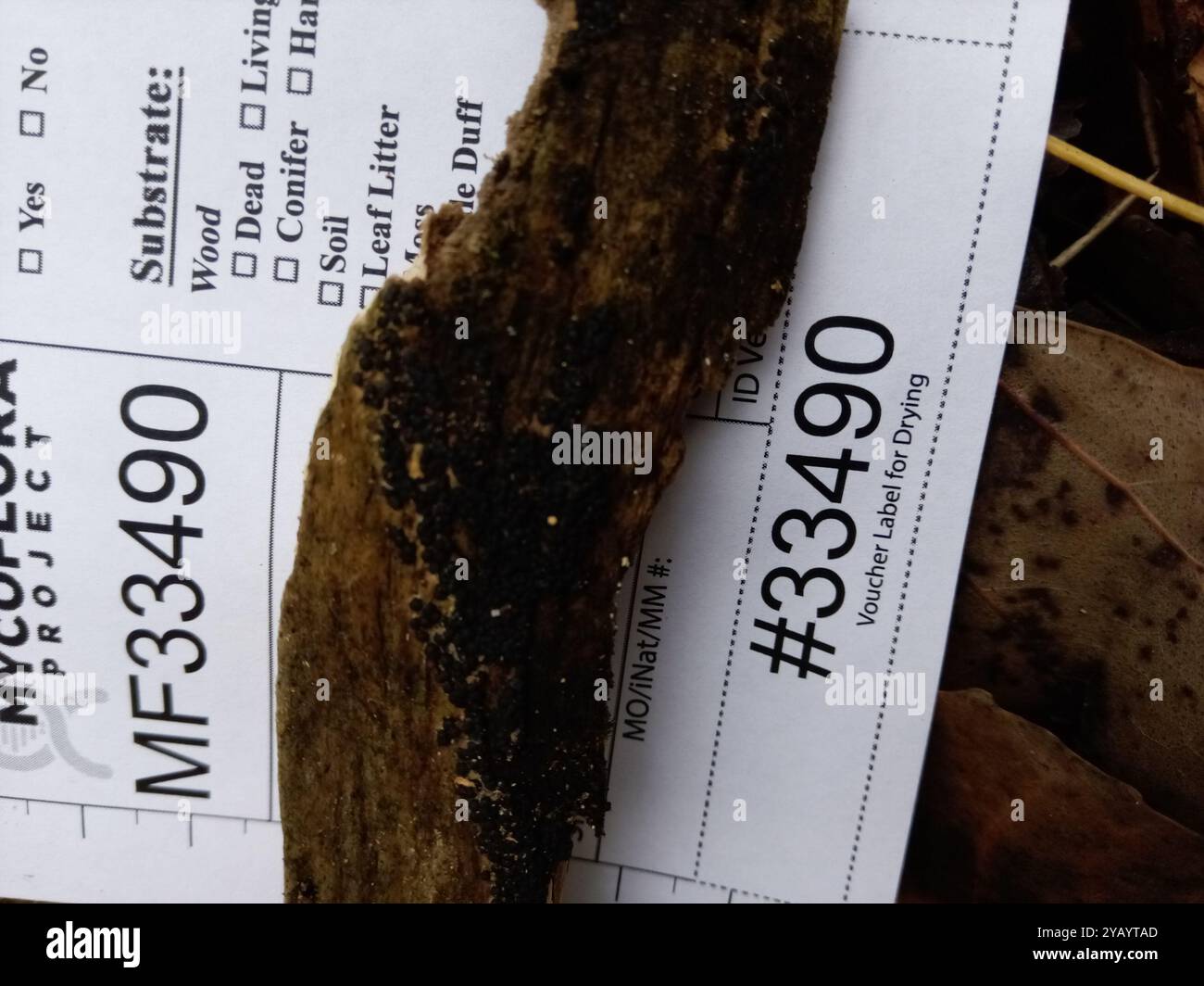 Rosellinia hi-res stock photography and images - Alamy