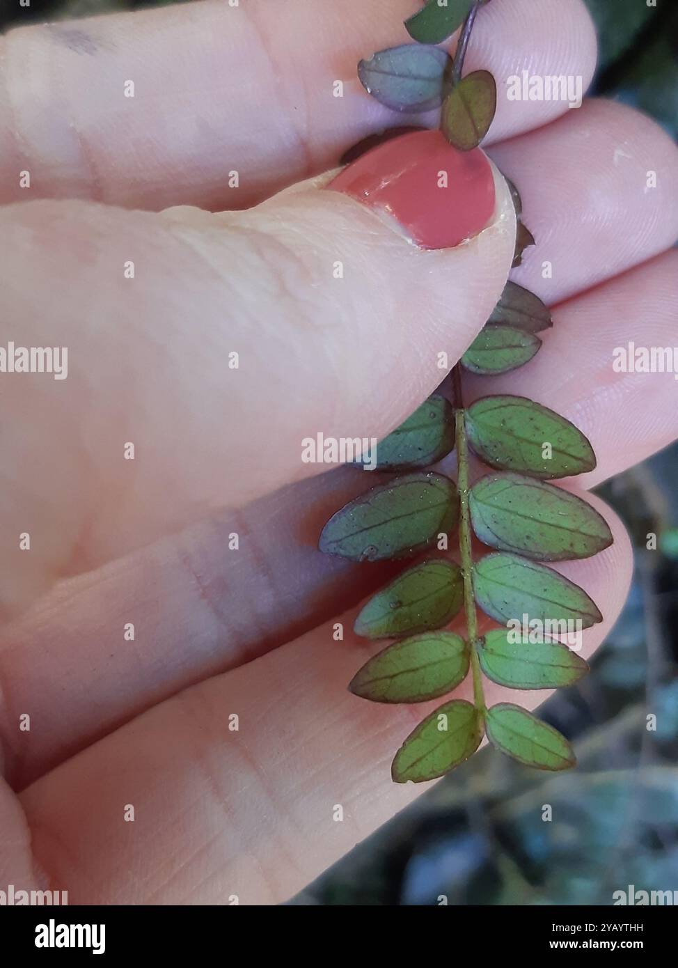 white climbing rātā (Metrosideros diffusa) Plantae Stock Photo - Alamy