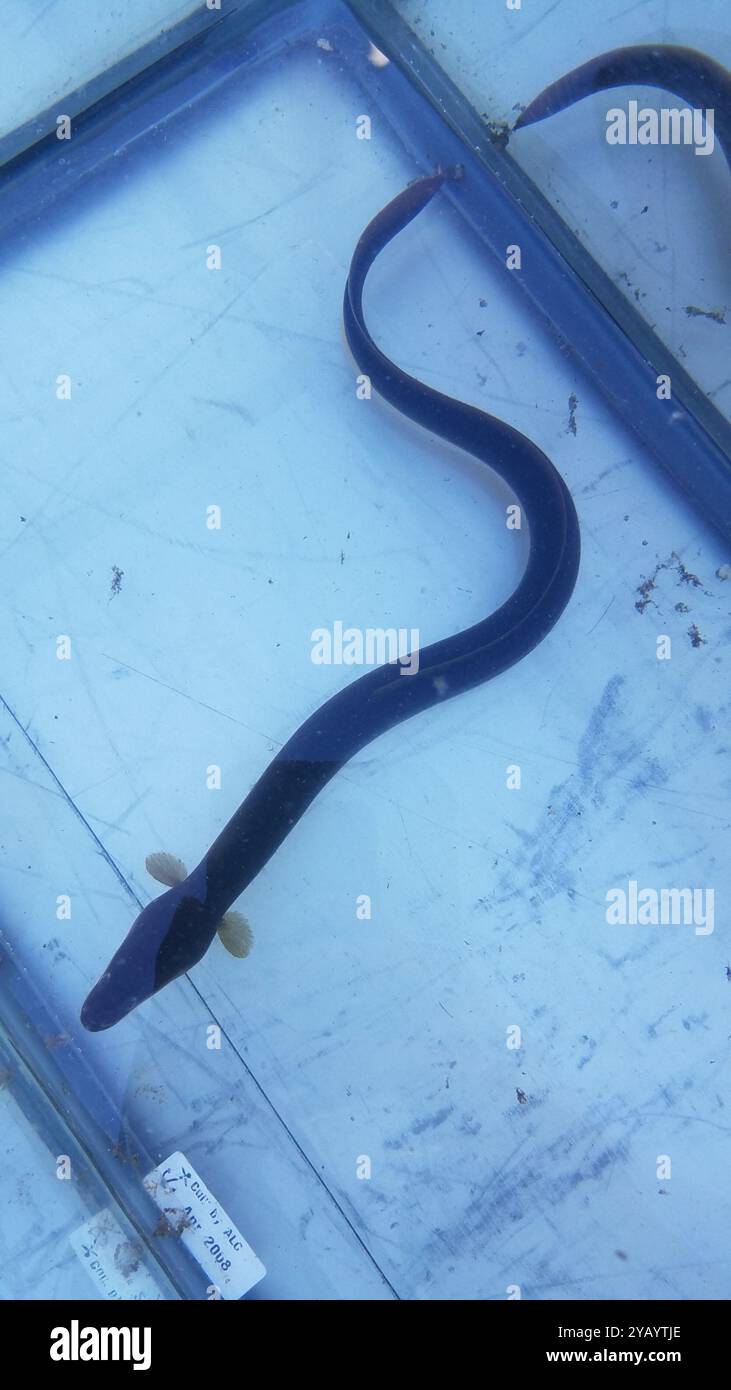 American Eel (Anguilla rostrata) Actinopterygii Stock Photo - Alamy