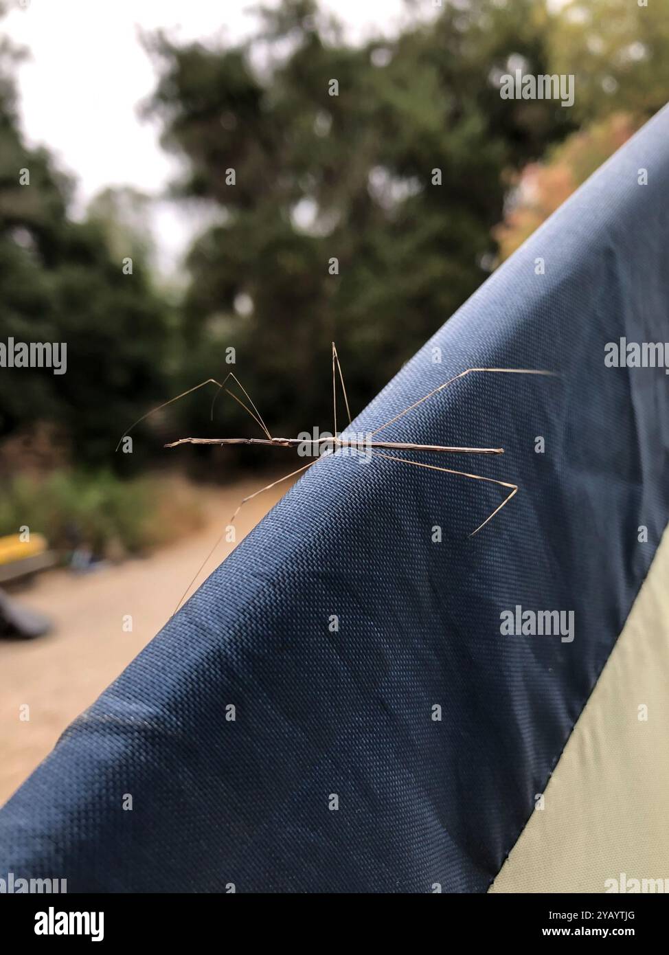 Thread-legged Bugs (Emesinae) Insecta Stock Photo - Alamy