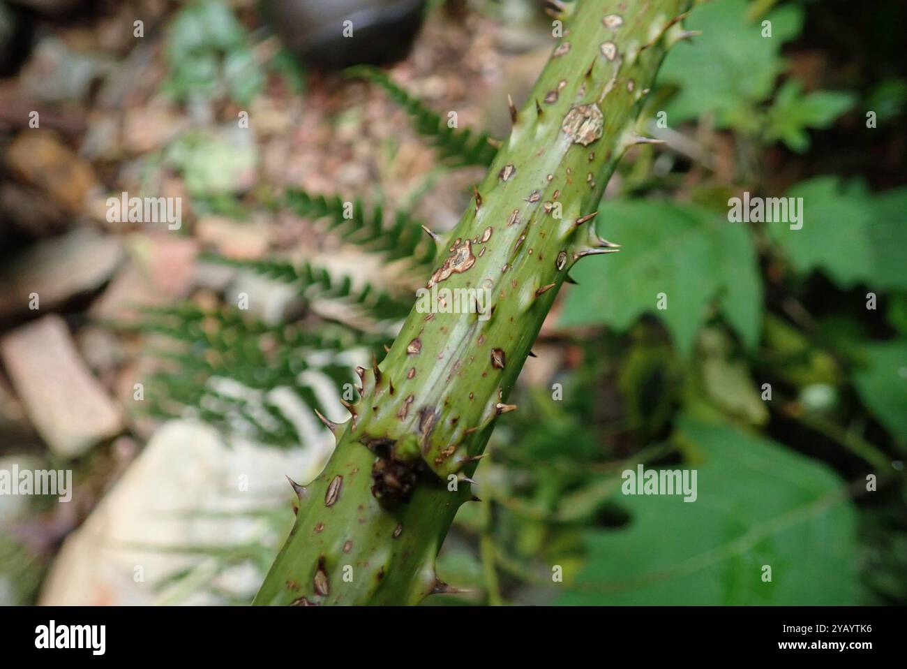South African Raspberry (Rubus pinnatus) Plantae Stock Photo - Alamy