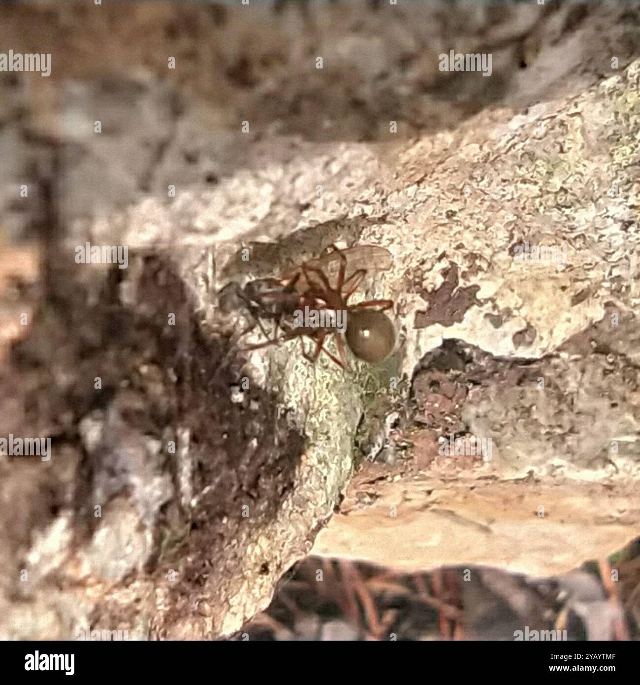 Sheetweb and Dwarf Weavers (Linyphiidae) Arachnida Stock Photo - Alamy