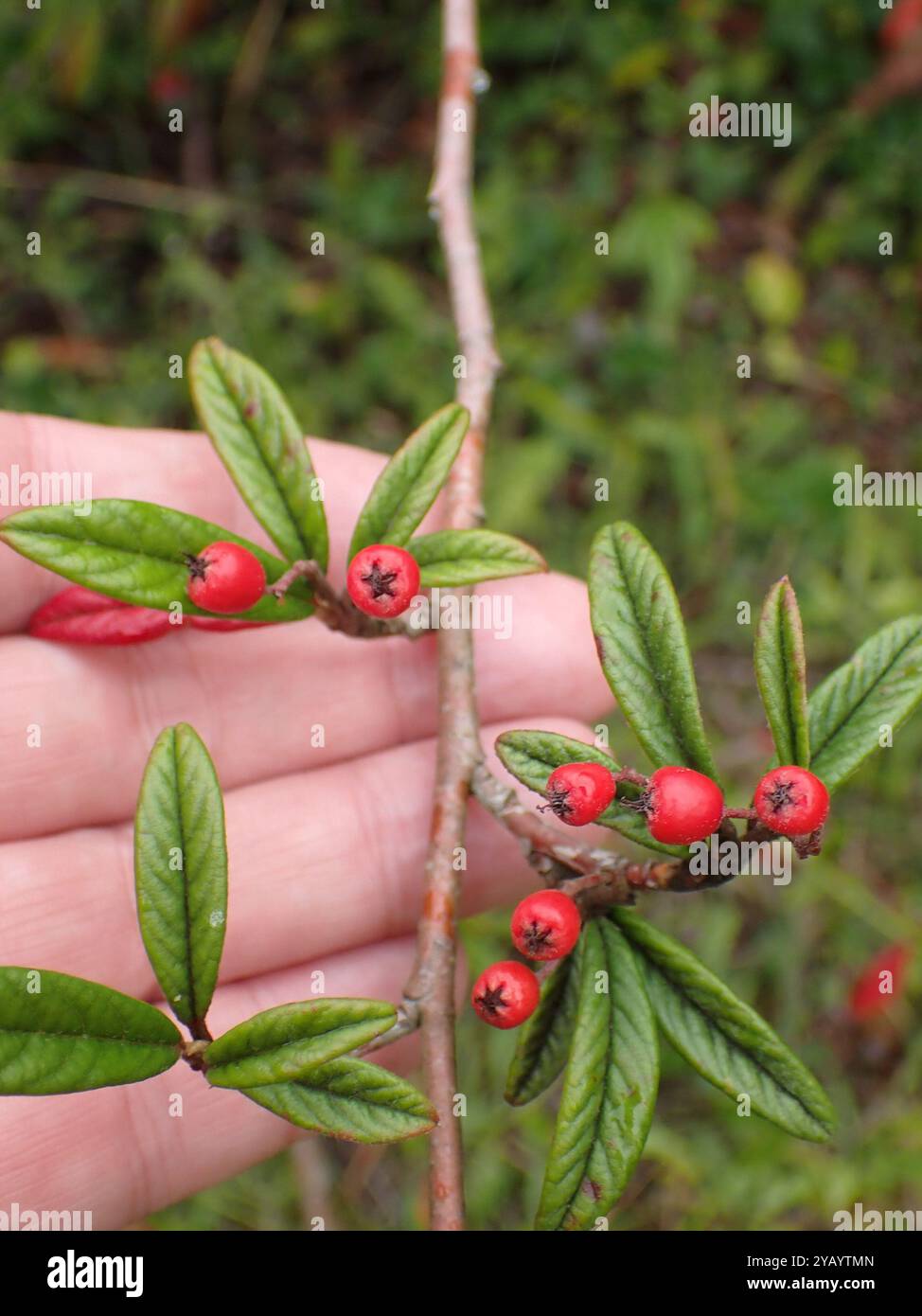 Willow-leaved Cotoneaster (Cotoneaster salicifolius) Plantae Stock Photo - Alamy
