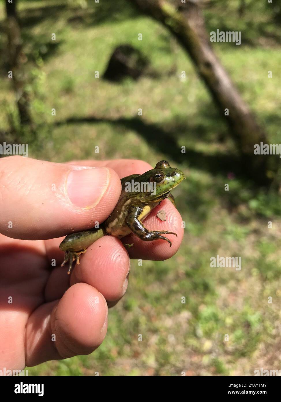 Lesser Swimming Frog (Pseudis minuta) Amphibia Stock Photo - Alamy