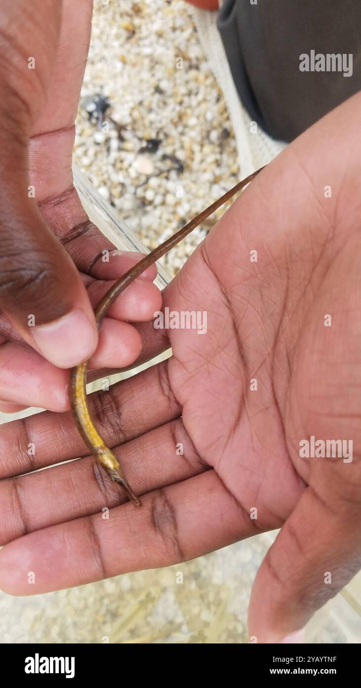 Northern Pipefish (Syngnathus fuscus) Actinopterygii Stock Photo - Alamy