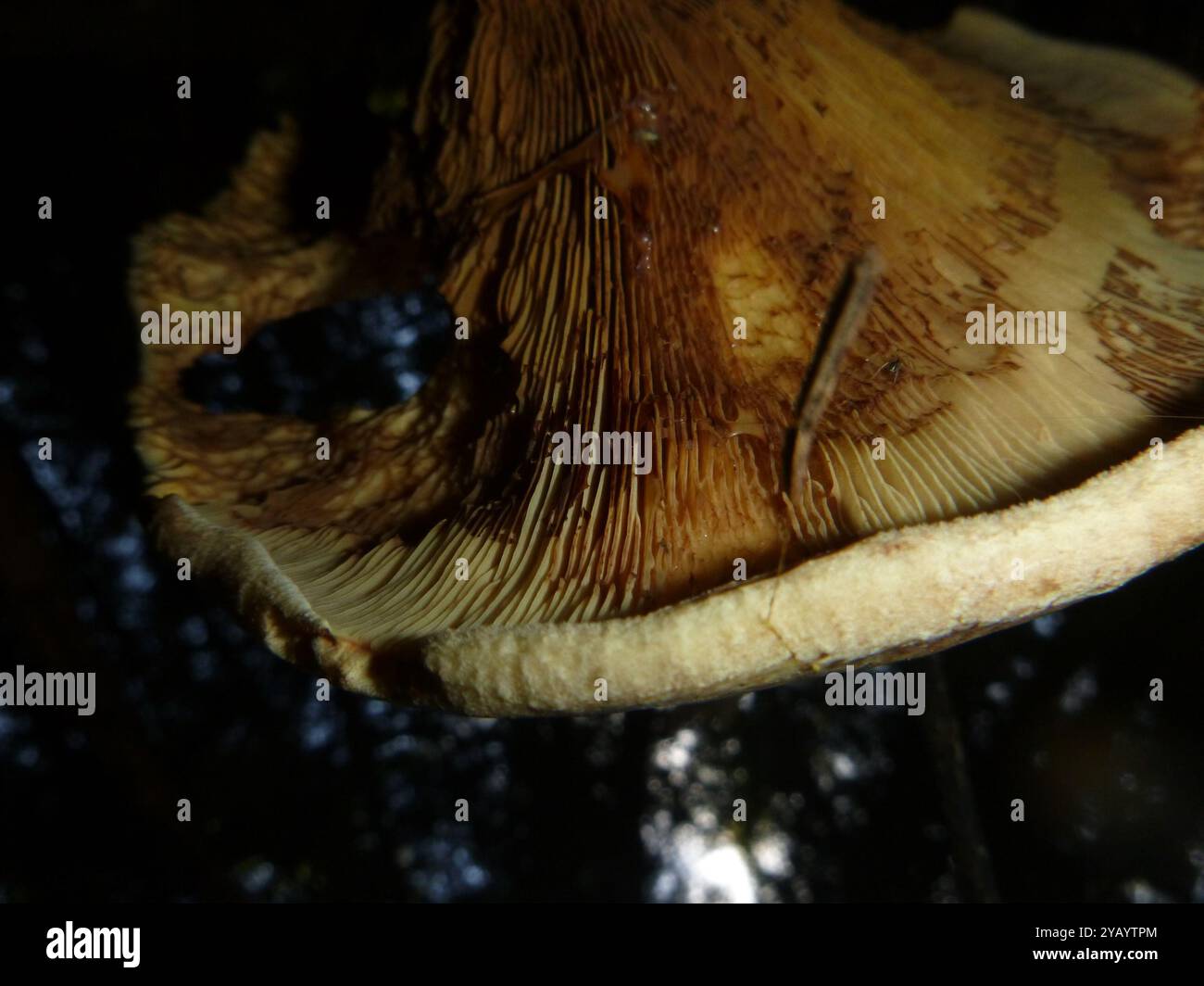 Brown Roll-Rim (Paxillus involutus) Fungi Stock Photo - Alamy