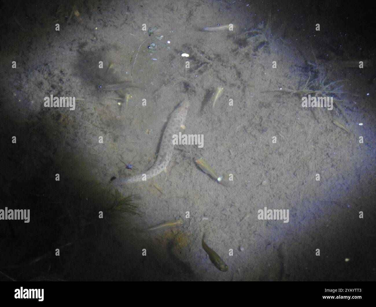 Oriental weatherfish hi-res stock photography and images - Alamy