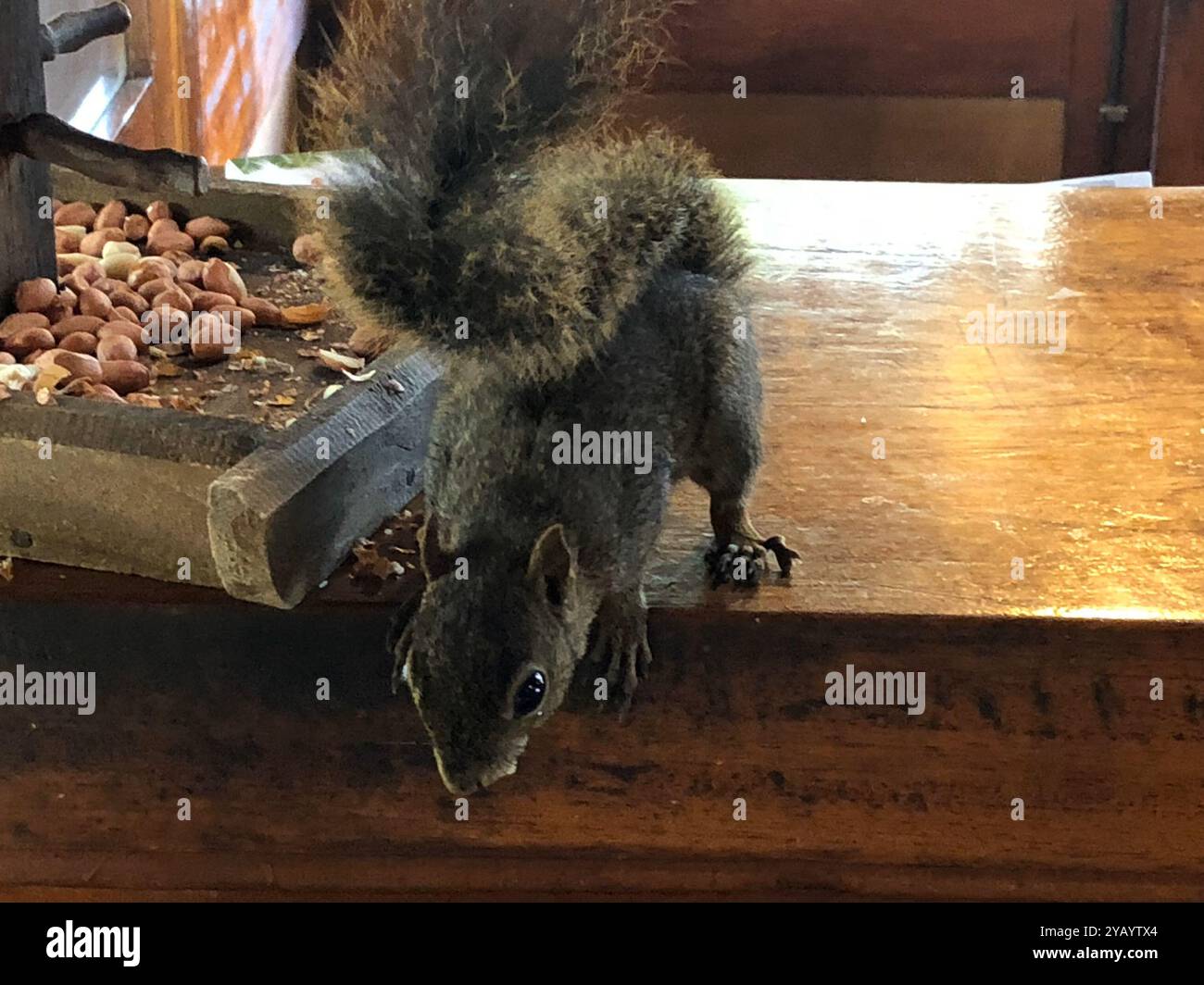 Brazilian Squirrel (Sciurus brasiliensis) Mammalia Stock Photo - Alamy