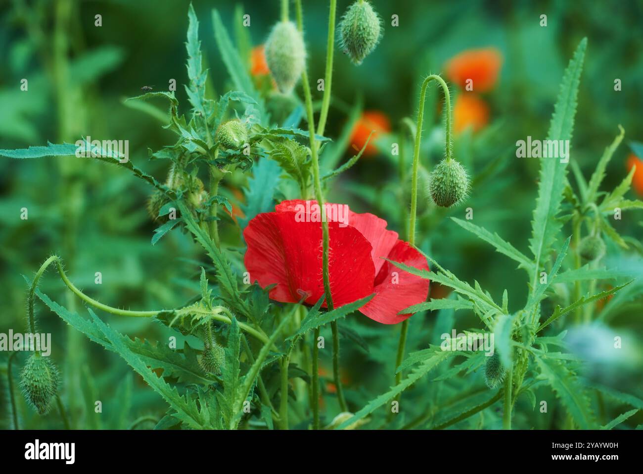 Poppy flower autumn ecosystem hi-res stock photography and images - Alamy