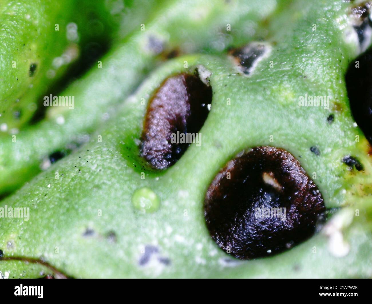 Common Chocolate Chip Lichen (Solorina saccata) Fungi Stock Photo - Alamy