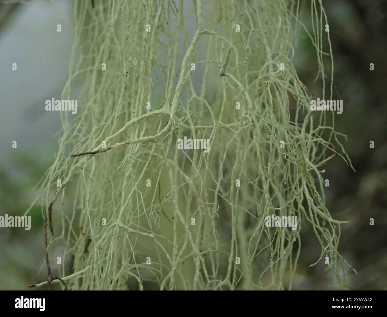 Vancouver Witch's Hair Lichen (Alectoria vancouverensis) Fungi Stock ...