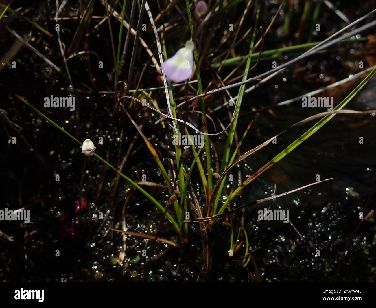 Lead Bladderwort (Utricularia livida) Plantae Stock Photo - Alamy