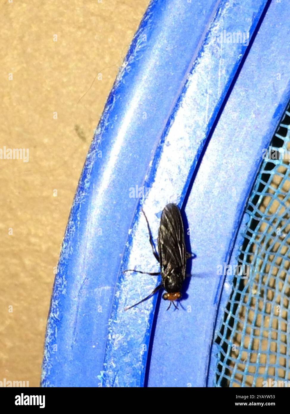 Sugarcane Soldier Fly (Inopus rubriceps) Insecta Stock Photo - Alamy