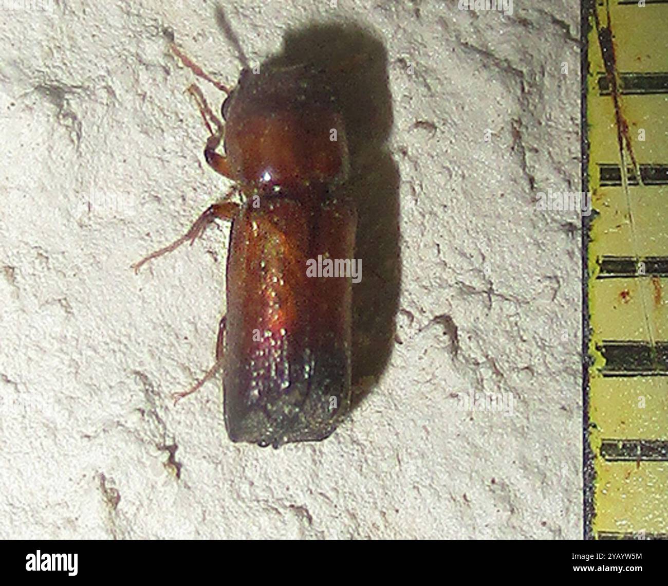Auger Beetles (Bostrichidae) Insecta Stock Photo - Alamy