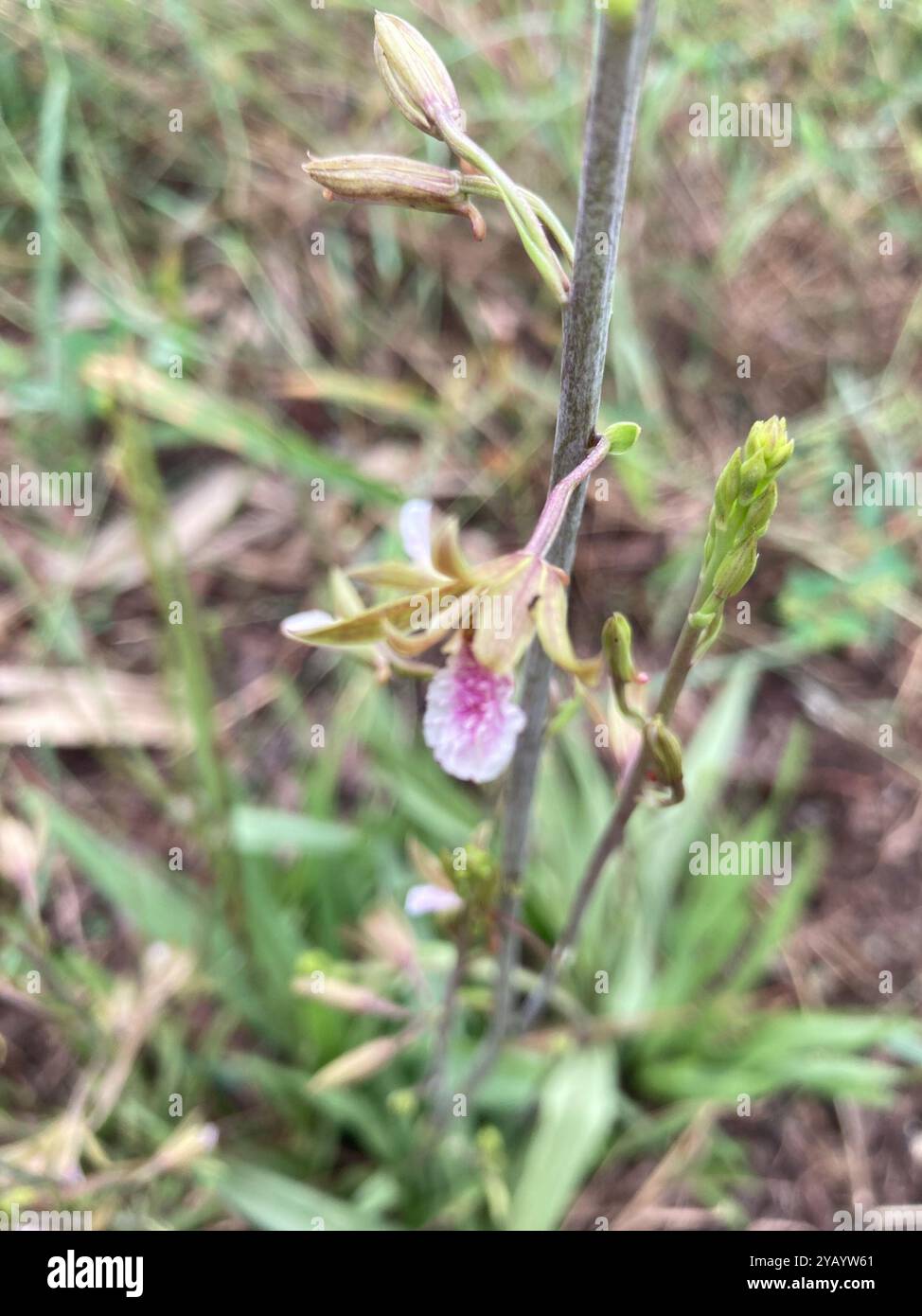 Chinese Crown Orchid (Eulophia graminea) Plantae Stock Photo - Alamy