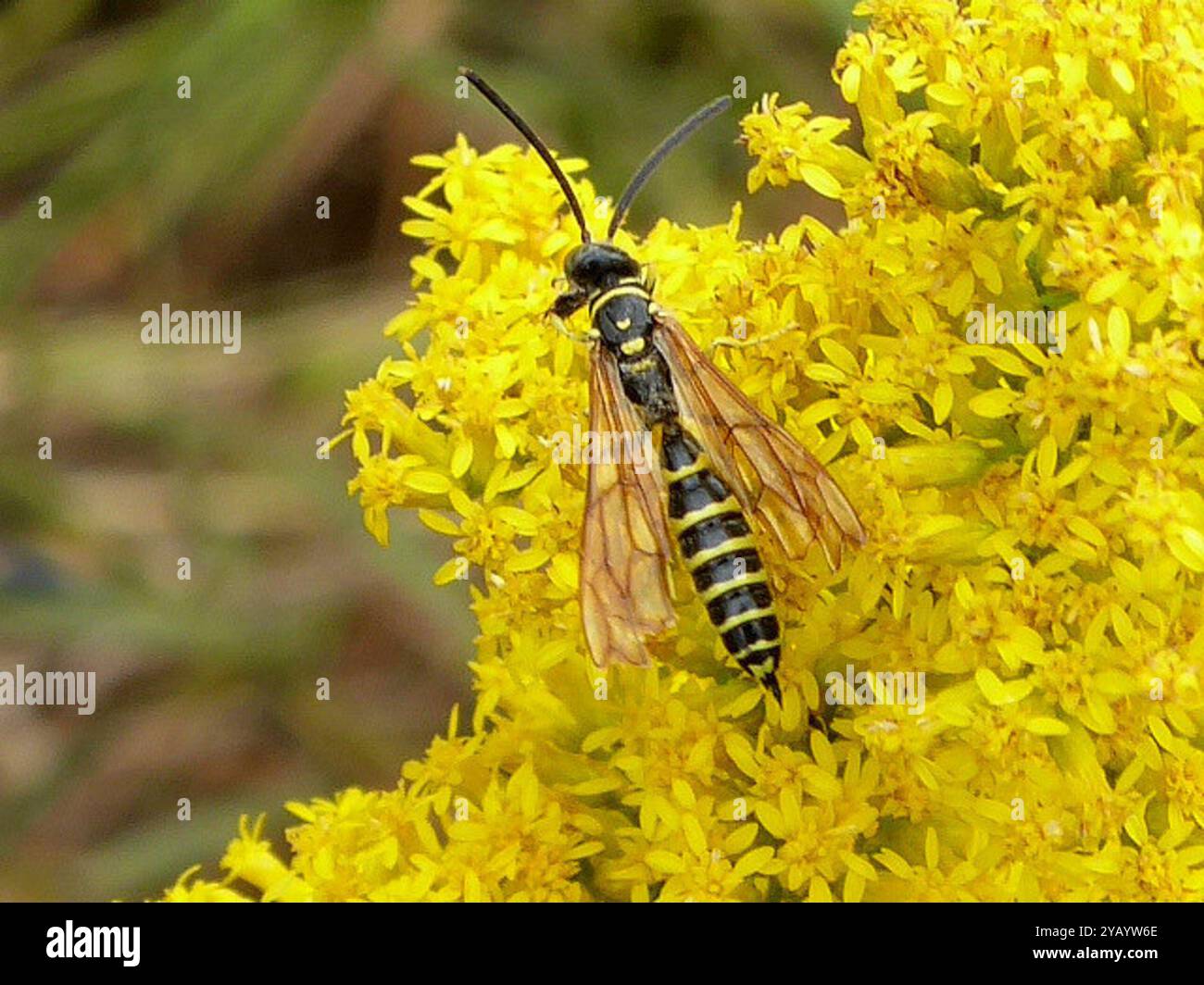 Five-banded Thynnid Wasp (Myzinum quinquecinctum) Insecta Stock Photo ...