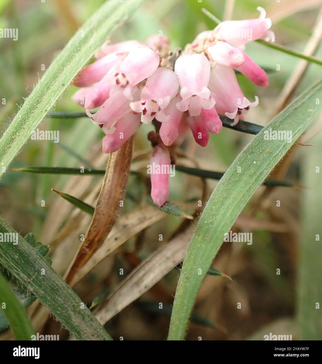 (Lissanthe strigosa subulata) Plantae Stock Photo - Alamy