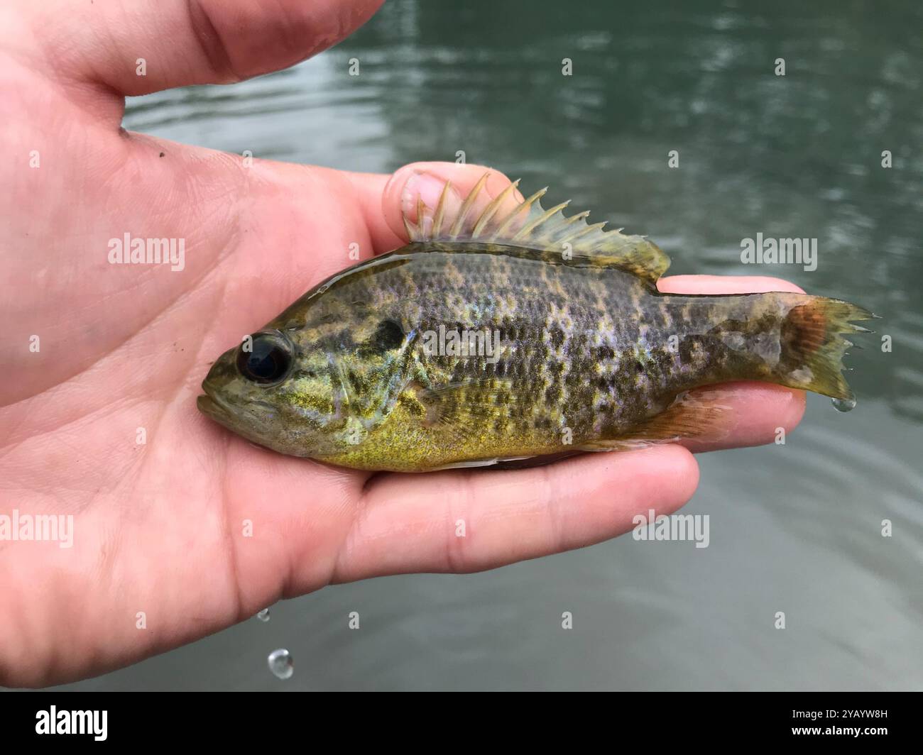 Warmouth (Lepomis gulosus) Actinopterygii Stock Photo - Alamy