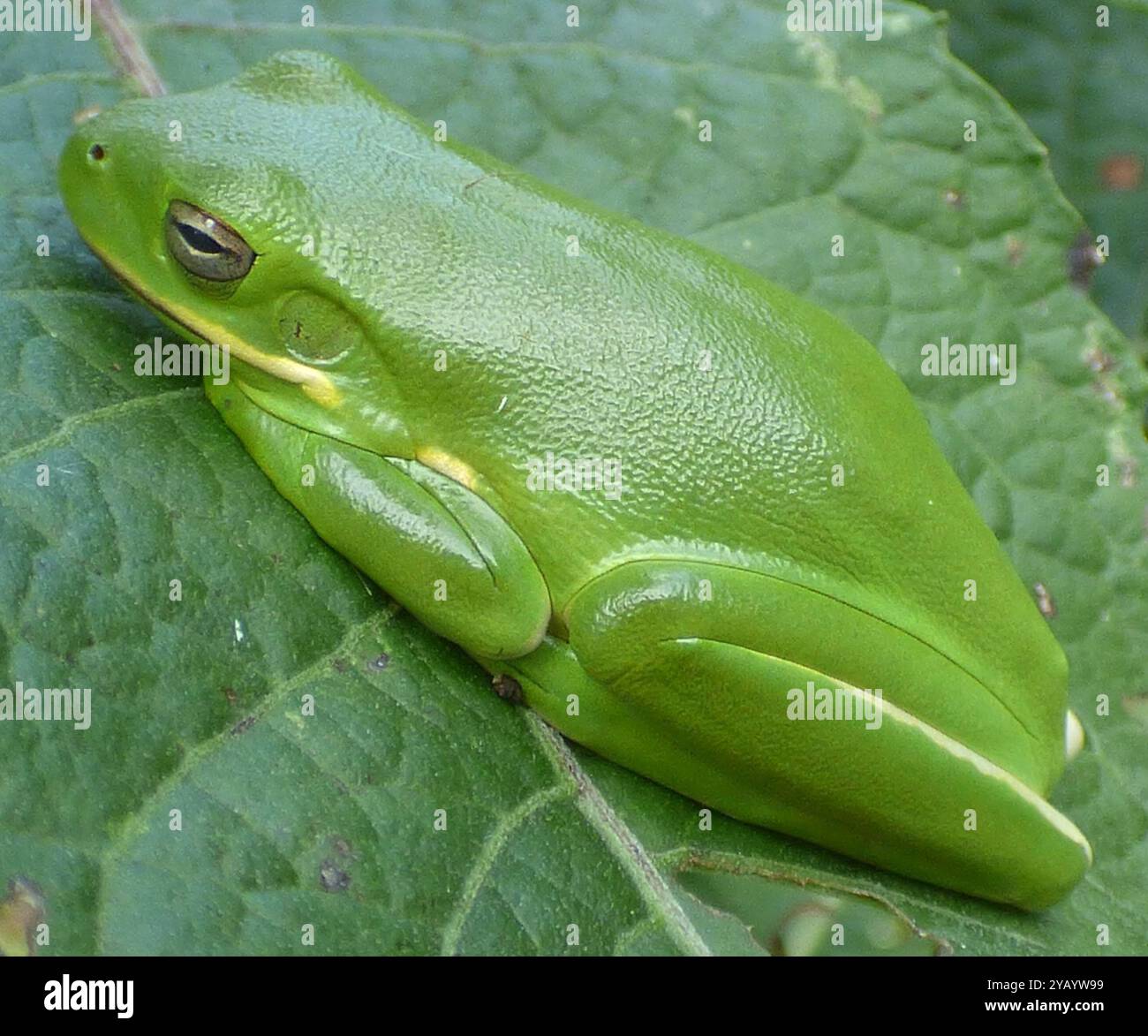 Green Treefrog (Hyla cinerea) Amphibia Stock Photo - Alamy