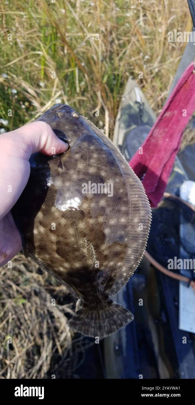 Southern Flounder (Paralichthys lethostigma) Actinopterygii Stock Photo ...