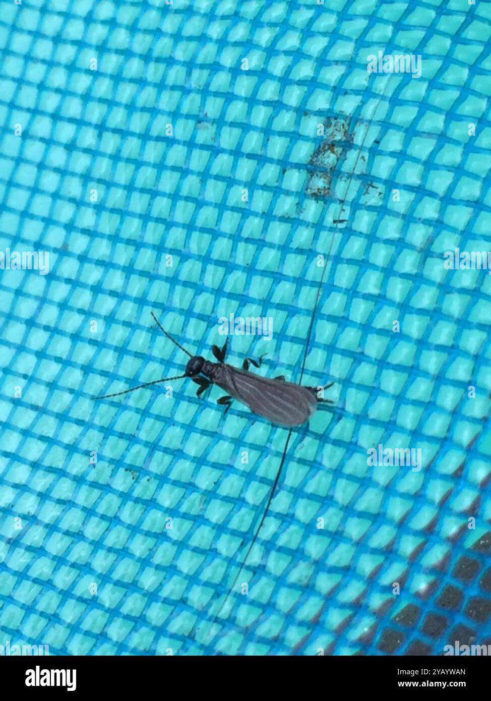 Webspinners (Embioptera) Insecta Stock Photo - Alamy