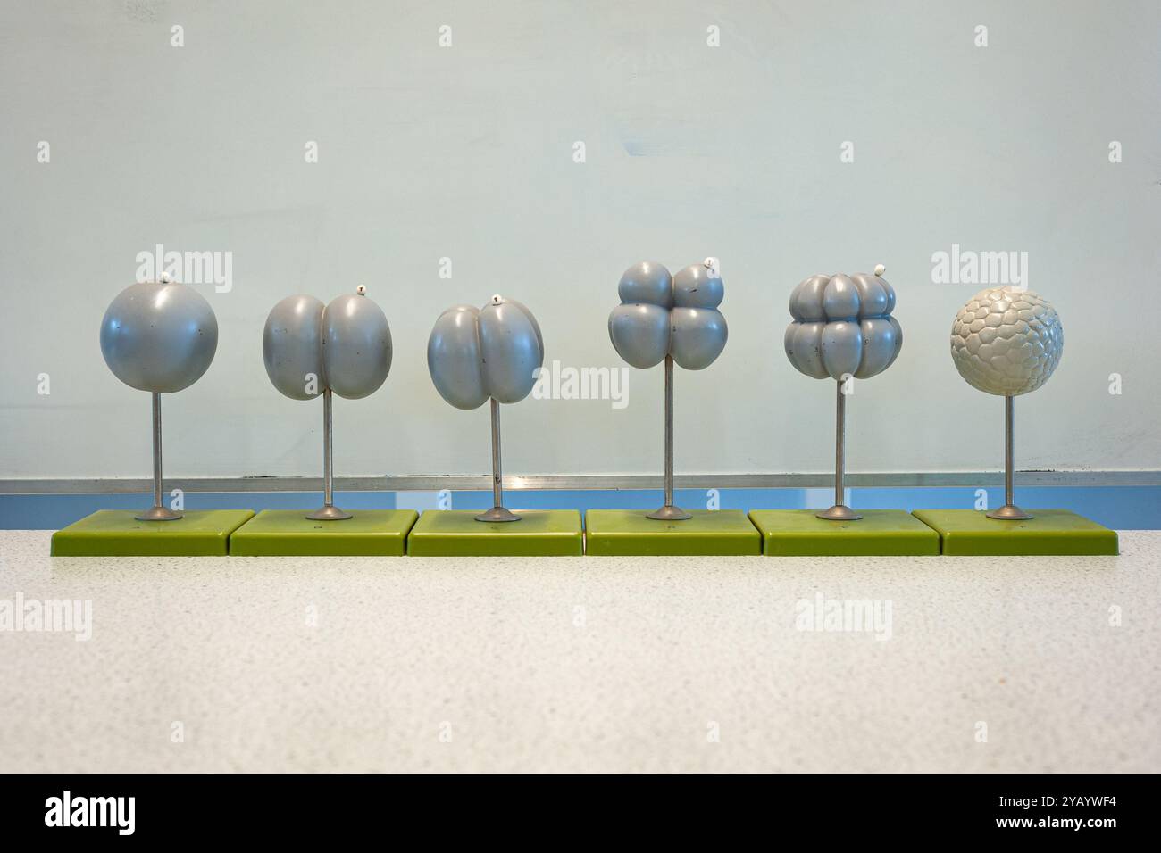 Several plastic models showing the initial stage of embryo development ...
