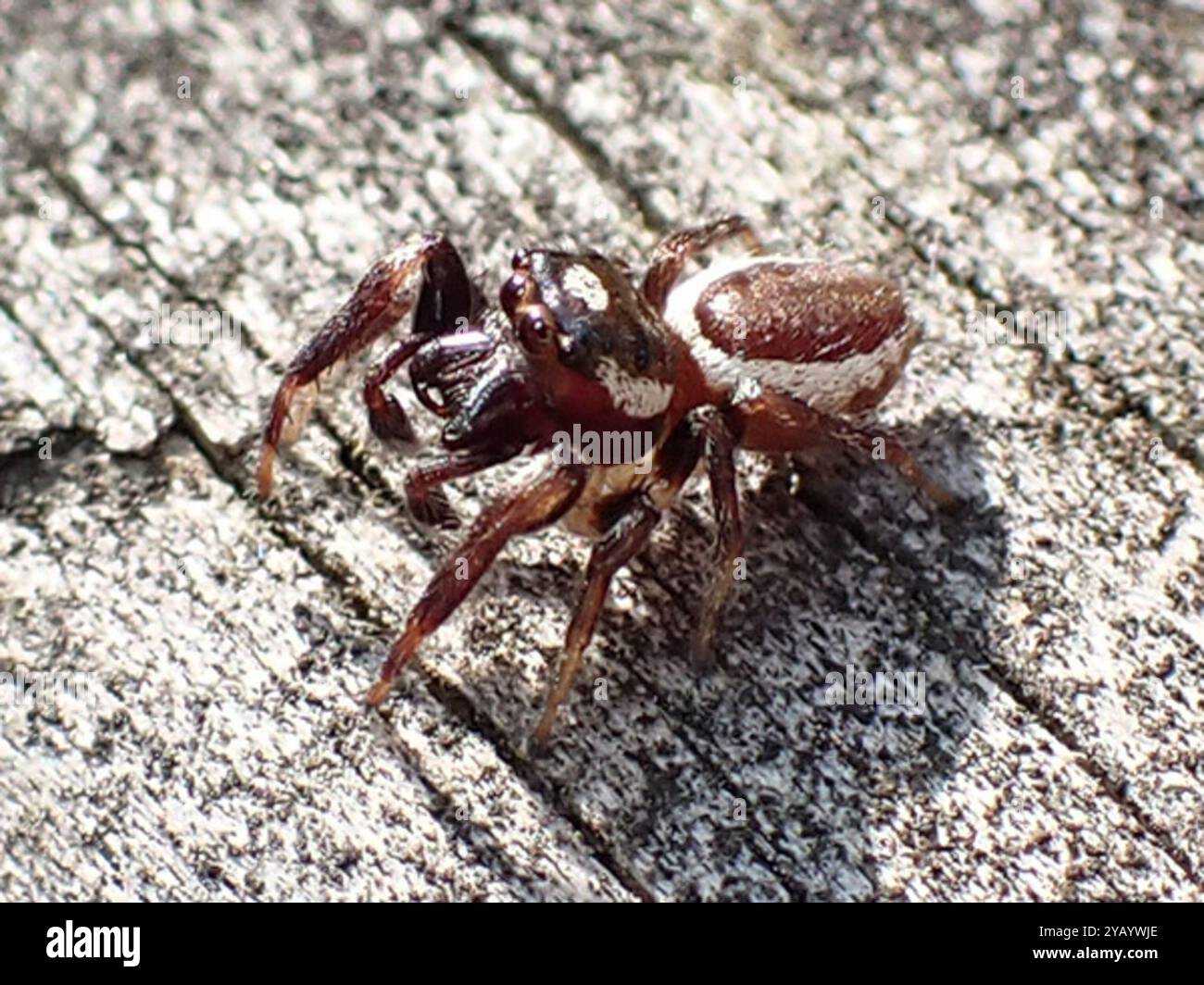 Bronze Jumping Spider (Eris militaris) Arachnida Stock Photo - Alamy