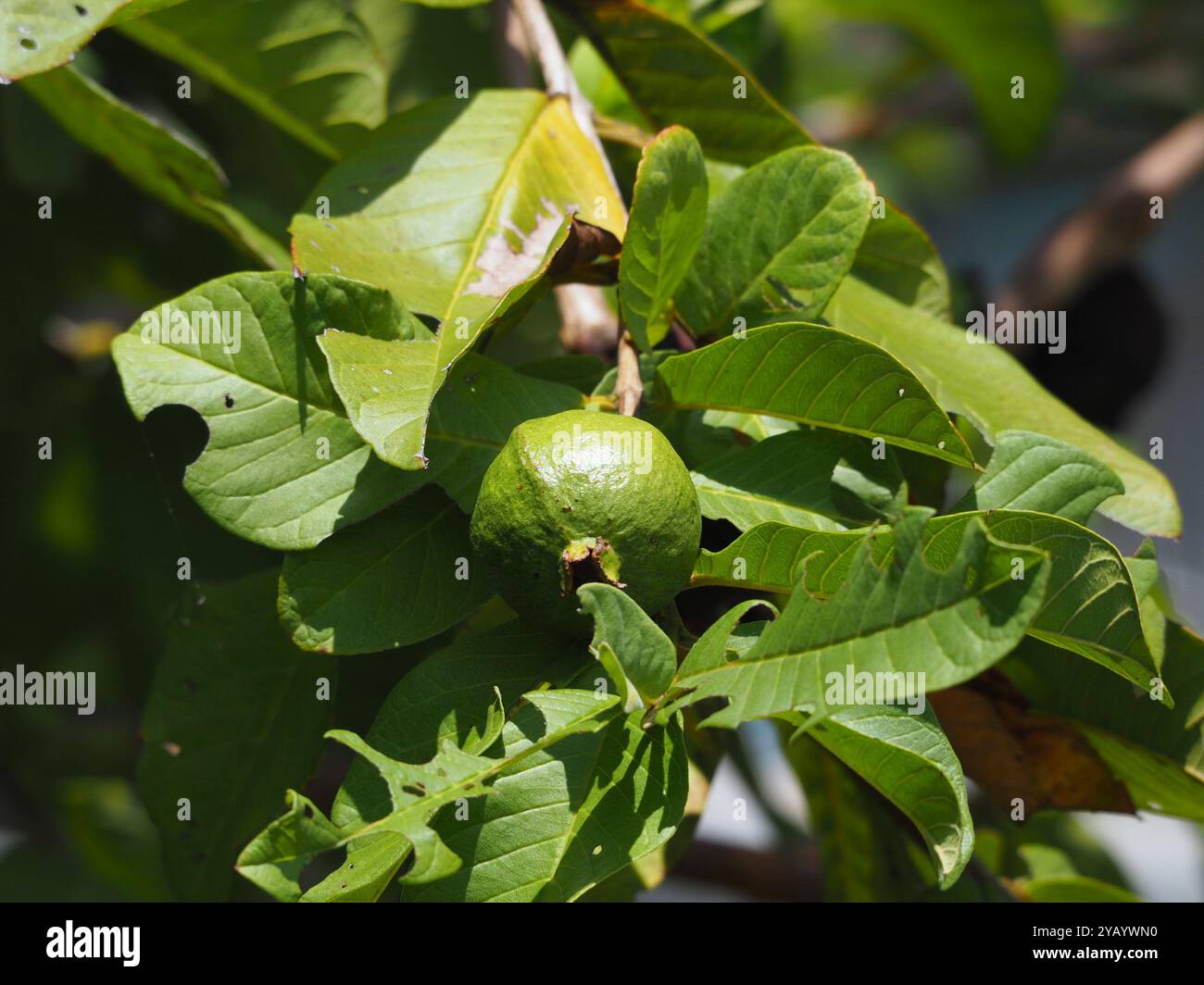 Common guava (Psidium guajava) Plantae Stock Photo - Alamy
