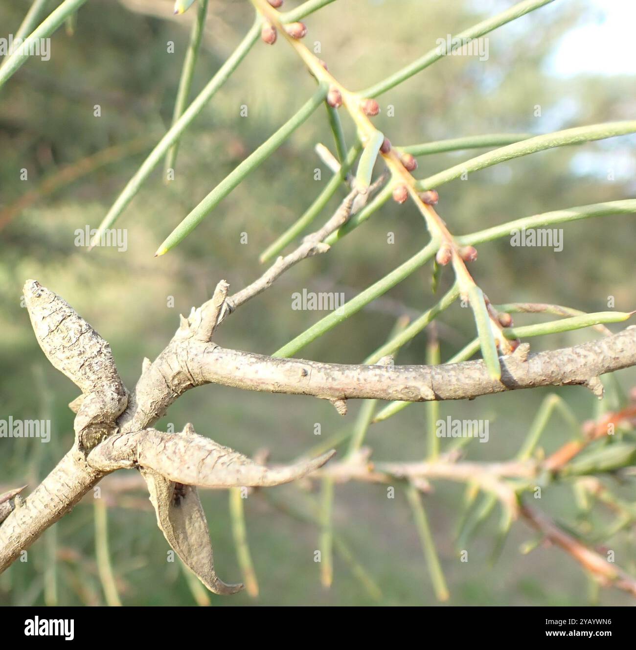 Dagger hakea hi-res stock photography and images - Alamy