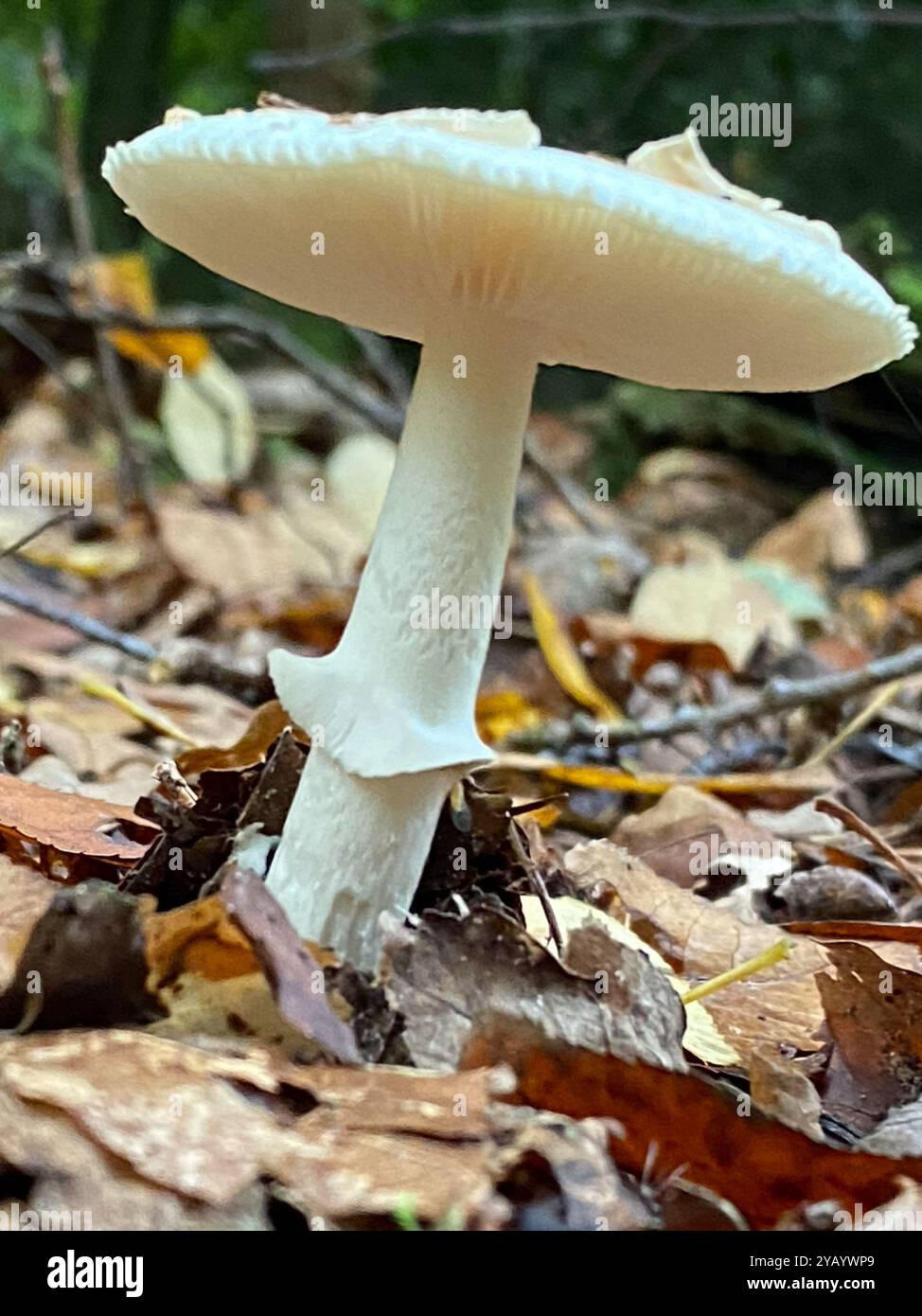 False Death-cap (Amanita mappa) Fungi Stock Photo - Alamy