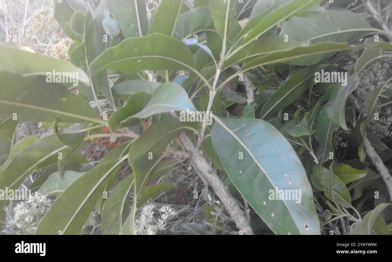 Forest Elder (Nuxia floribunda) Plantae Stock Photo - Alamy