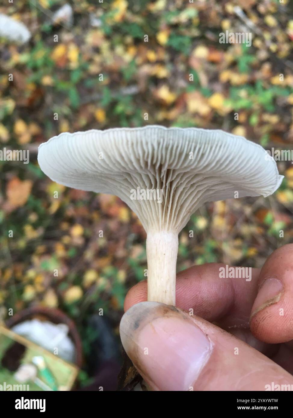 Aniseed funnel fungi hi-res stock photography and images - Alamy