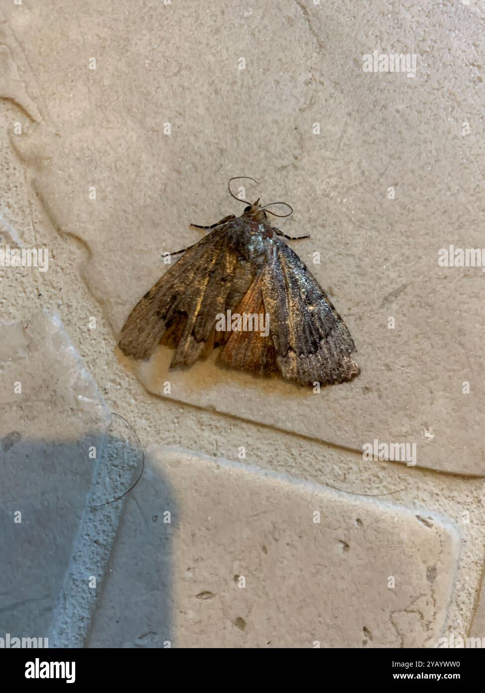 American Copper Underwing (Amphipyra pyramidoides) Insecta Stock Photo ...