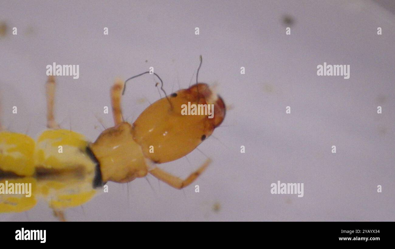 Little Black Caddisflies (Chimarra) Insecta Stock Photo - Alamy