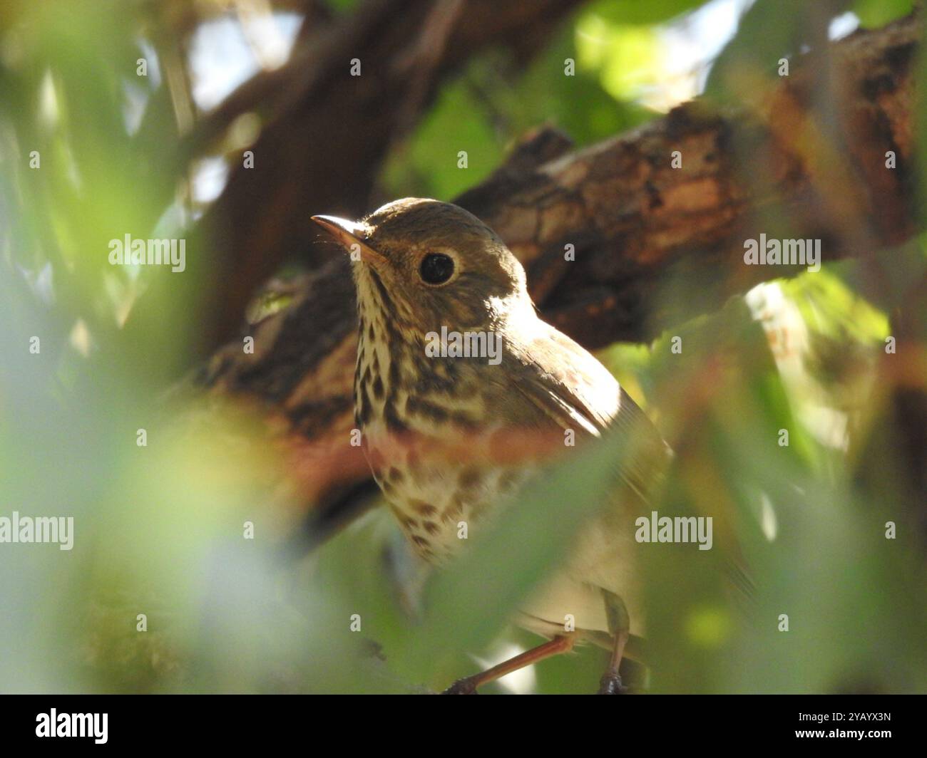 Hermit Thrush (Catharus guttatus) Aves Stock Photo - Alamy