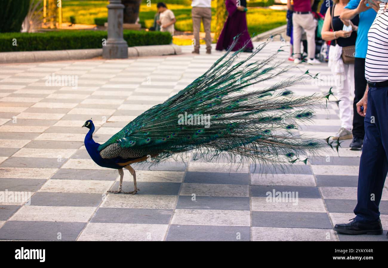 Beautiful Peacock Next To Human Amazon.com: Denozer 3 Piece Canvas