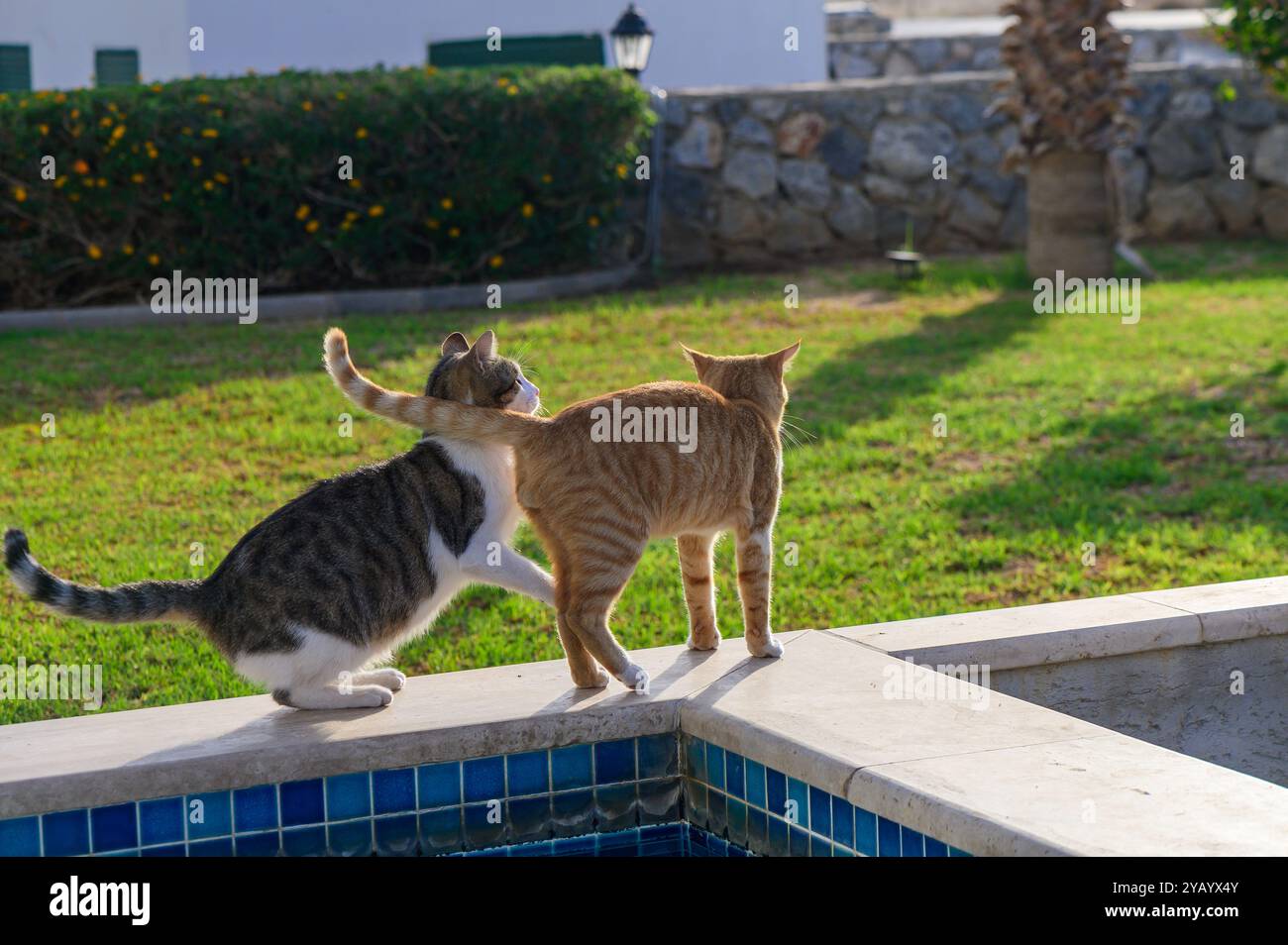 Two curious cats engage in playful antics by a sparkling pool, enjoying ...