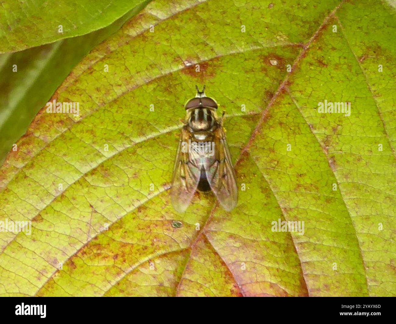 Common Copperback (Ferdinandea buccata) Insecta Stock Photo - Alamy