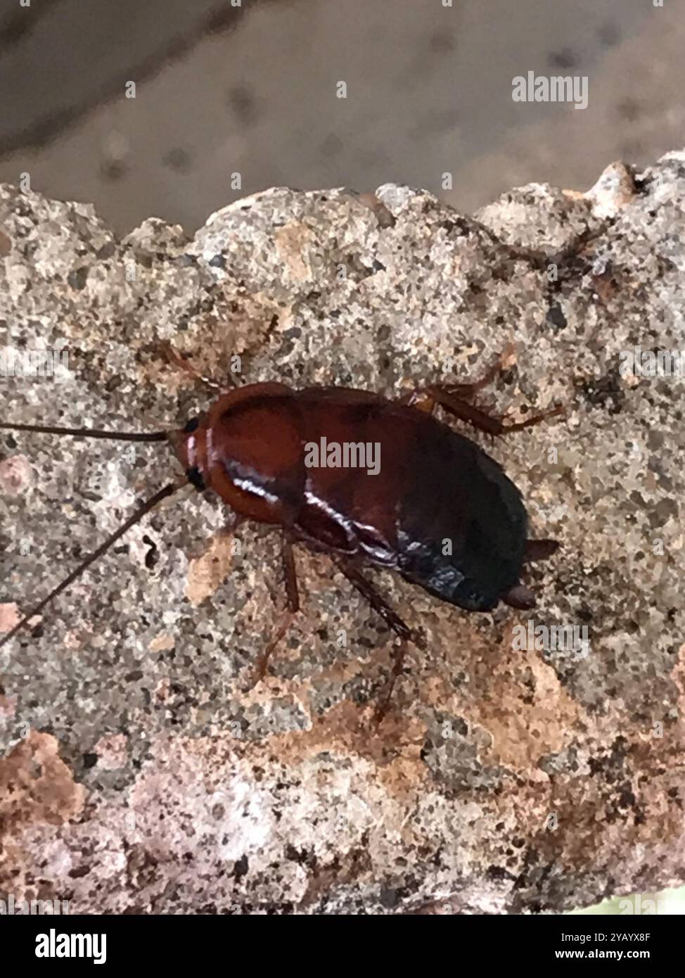 Cockroaches and Termites (Blattodea) Insecta Stock Photo - Alamy