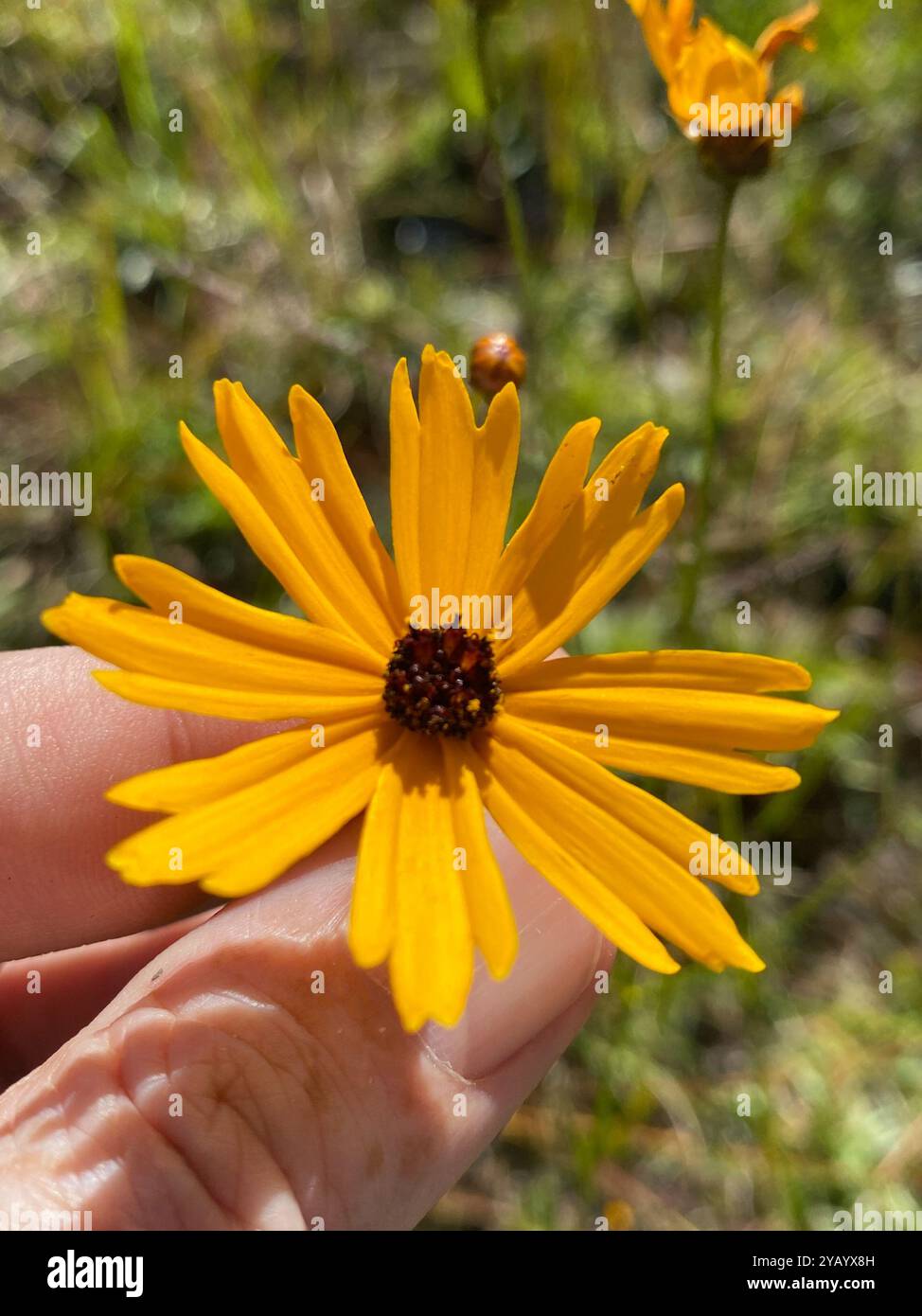 Texas Tickseed (Coreopsis linifolia) Plantae Stock Photo - Alamy