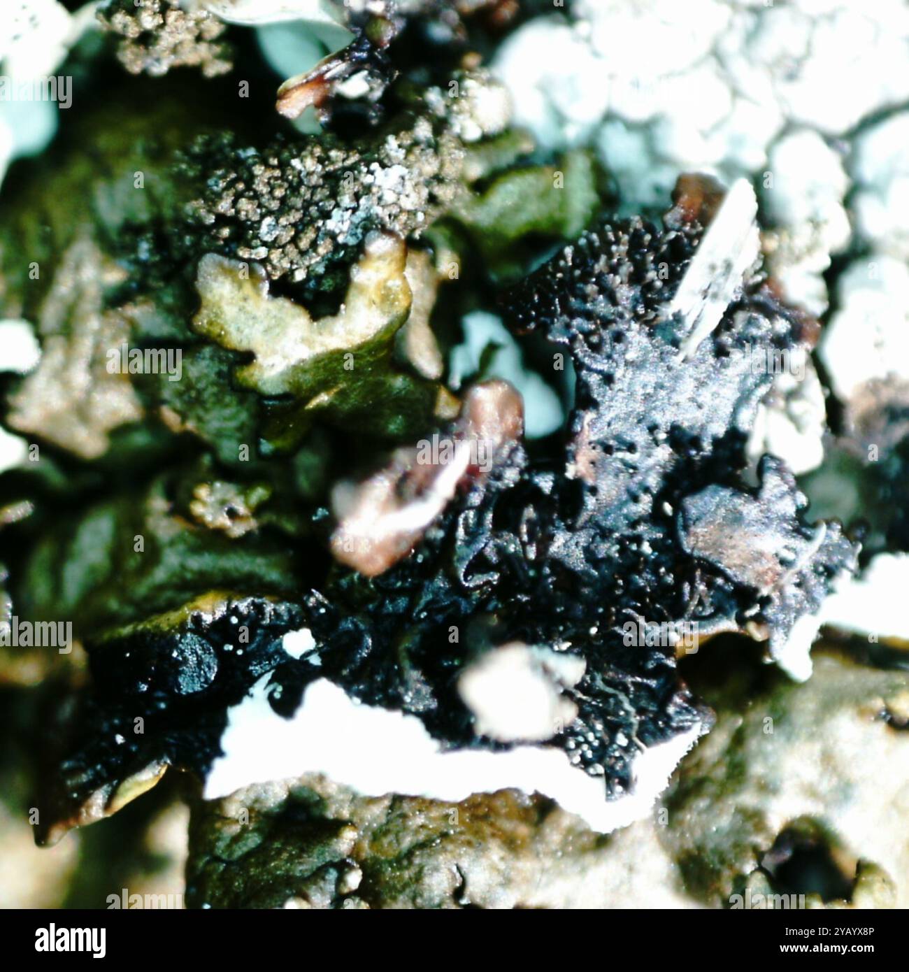 Loxodes hi-res stock photography and images - Alamy