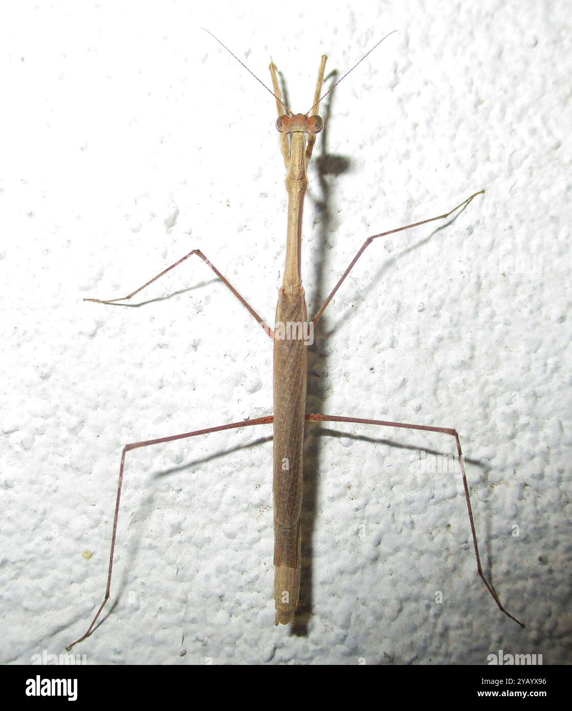 African Stick Mantises (Hoplocorypha) Insecta Stock Photo - Alamy