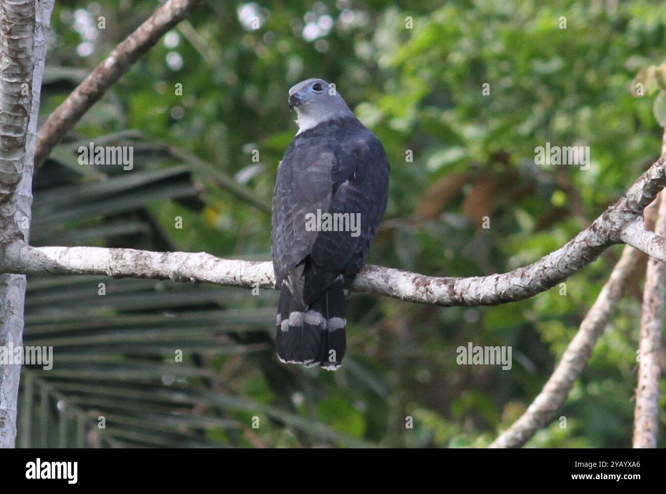 Gray headed kite hi-res stock photography and images - Alamy