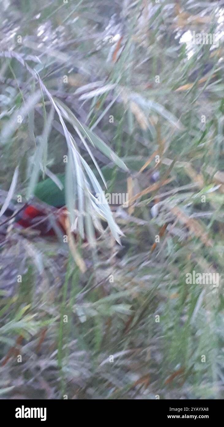 Australian King Parrot (Alisterus scapularis) Aves Stock Photo - Alamy
