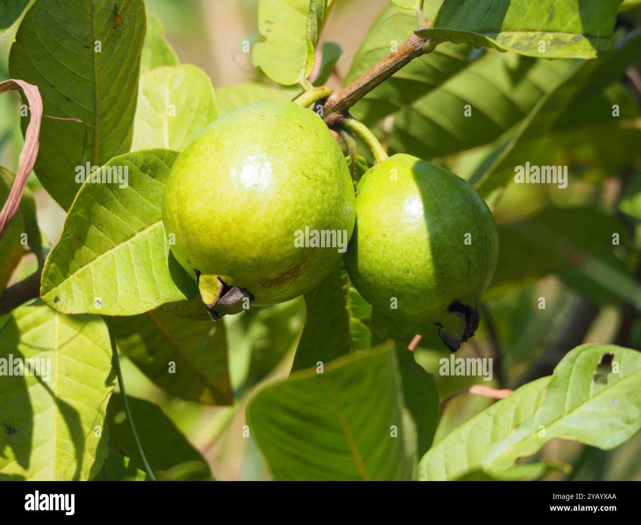 Common guava (Psidium guajava) Plantae Stock Photo - Alamy