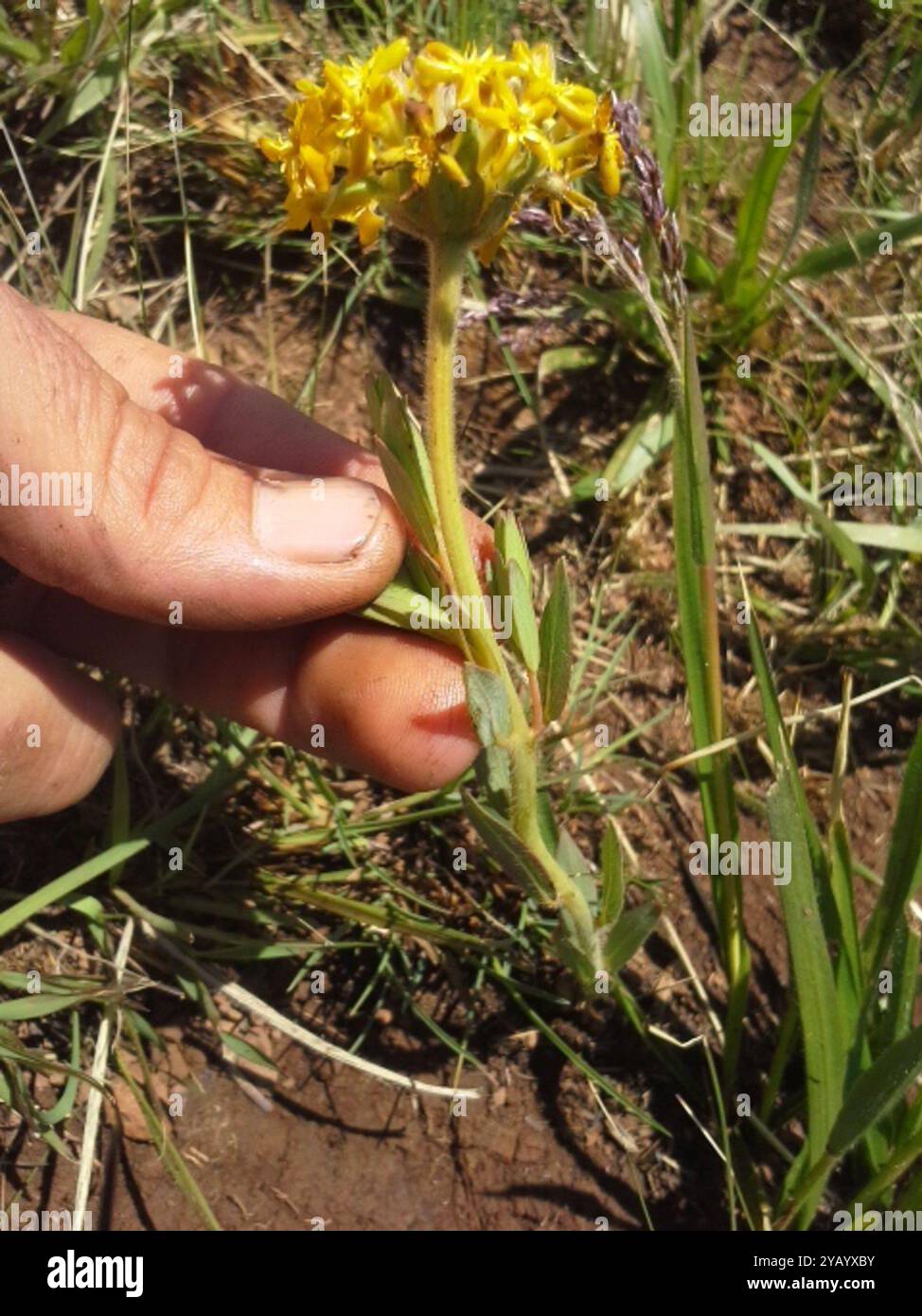 Yellowhead Curryflower (Lasiosiphon kraussianus) Plantae Stock Photo ...