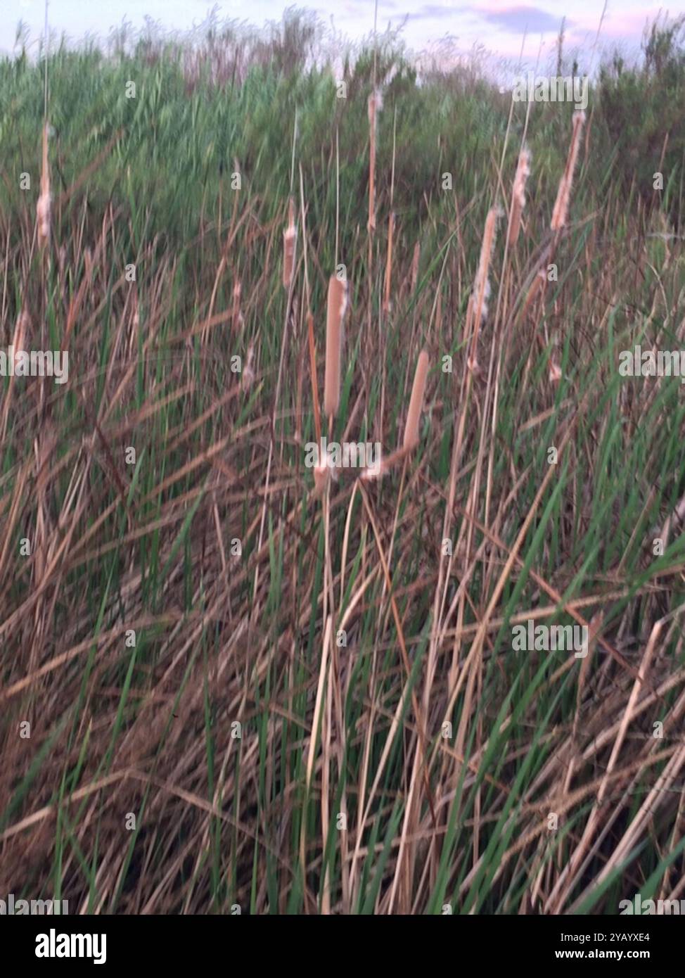 Cattails (Typha) Plantae Stock Photo - Alamy