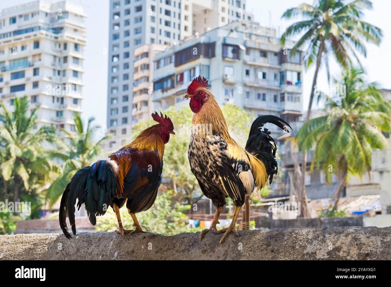 Predators or other roosters hi-res stock photography and images - Alamy