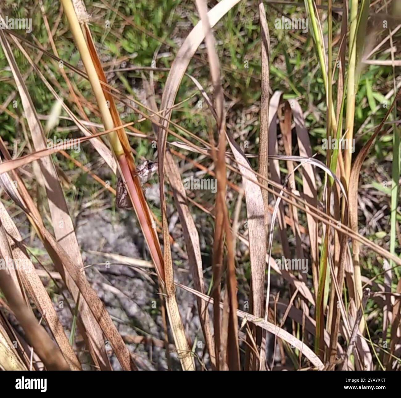Pine Woods Tree Frog (Hyla femoralis) Amphibia Stock Photo - Alamy